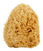 Sea Wool Sponge & Jayson Home