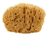 Sea Wool Sponge & Jayson Home